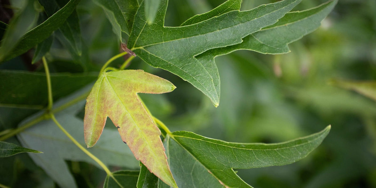 Acer buergerianum 'Sunshine' | Cultivar Spotlight — Mr Maple │ Buy ...