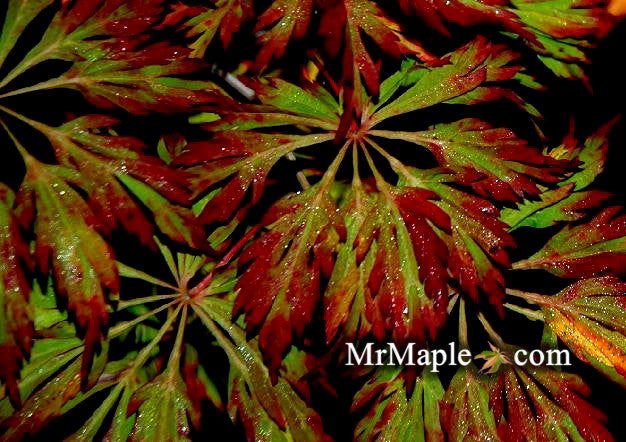 Acer japonicum 'Oregon Fern' | Cultivar Spotlight — Mr Maple │ Buy ...