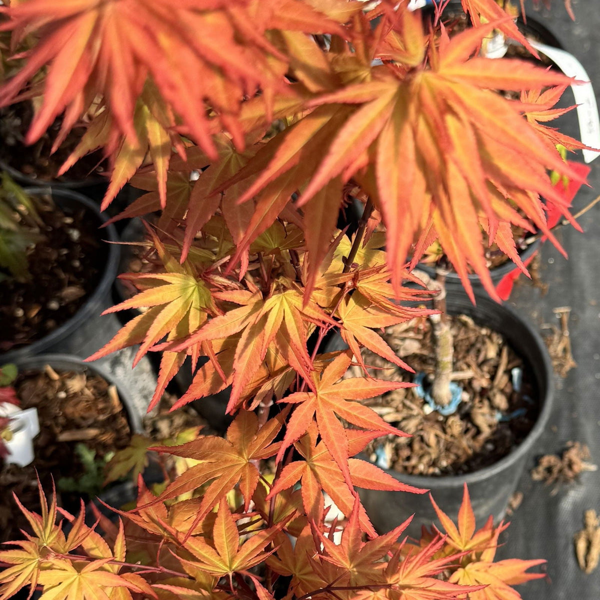 Acer palmatum 'Dracula' | Cultivar Spotlight — Mr Maple │ Buy Japanese ...