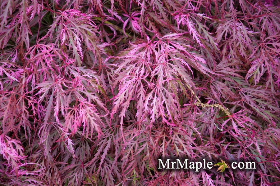 Discover the Beauty of Acer palmatum dissectum 'Hana matoi' – A Varieg ...