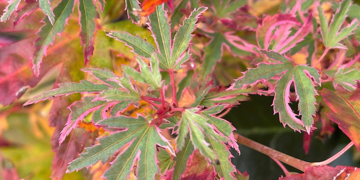 Acer palmatum 'Pink Princess' | Cultivar Spotlight — Mr Maple │ Buy ...