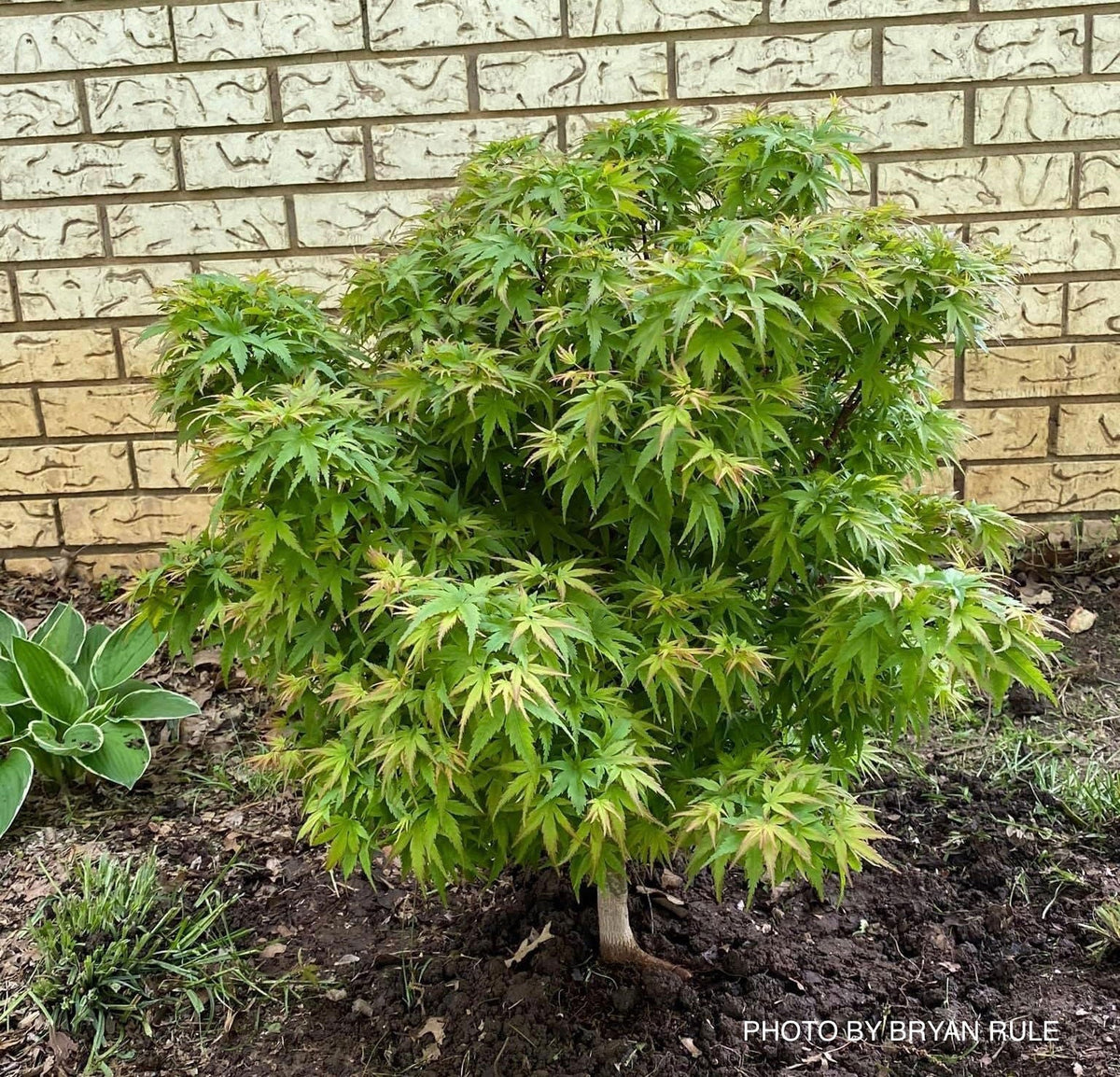 Acer palmatum 'Sharp's Pygmy' | Cultivar Spotlight — Mr Maple │ Buy ...