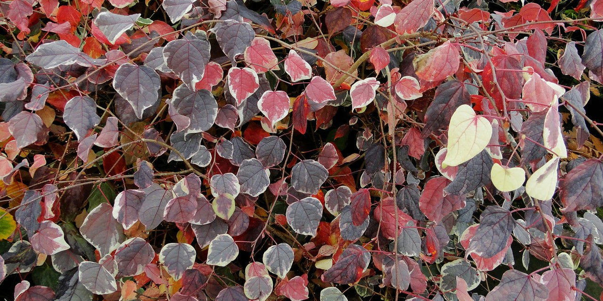 Disanthus cercidifolius 'Ena nishiki' | Cultivar Spotlight — Mr Maple ...