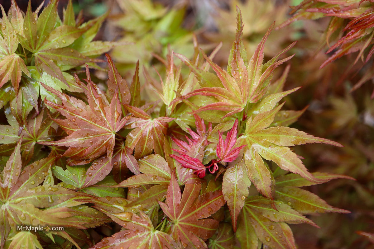 Discovering the Acer palmatum 'Nemo': The Perfect Miniature Japanese M ...