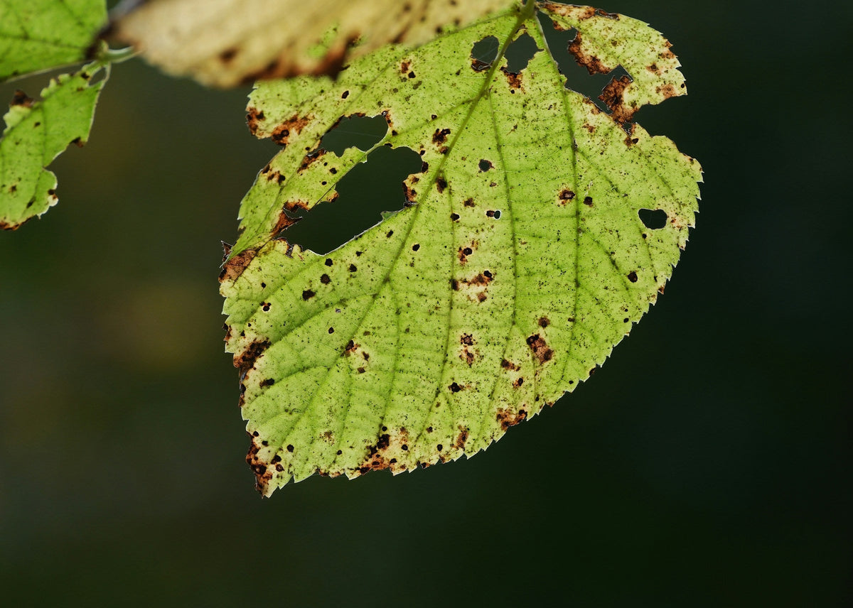 Effective Solutions for Controlling Aphids on Japanese Maples — Mr ...