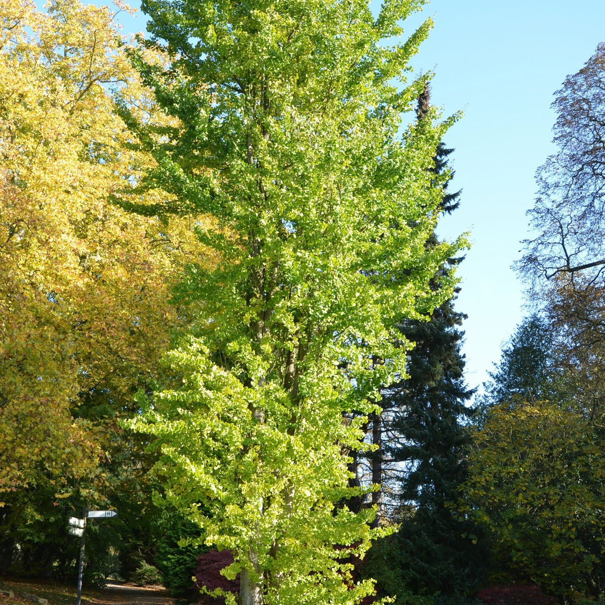 Buy Columnar Male Ginkgo Trees — Mr Maple │ Buy Japanese Maple Trees
