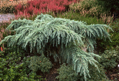Buy Acer japonicum 'Mai kujaku' Dancing Peacock Japanese Maple — Mr ...