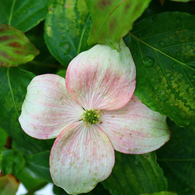 Buy Acer campestre 'Carnival' White Variegated Maple — Mr Maple │ Buy ...