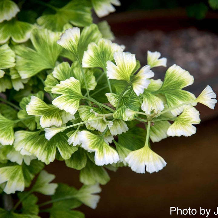 Buy Upright Male Ginkgo Trees — Mr Maple │ Buy Japanese Maple Trees