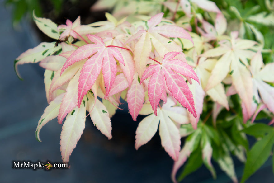 Buy Acer japonicum 'Fairy Lights' Dwarf Full Moon Japanese Maple — Mr ...