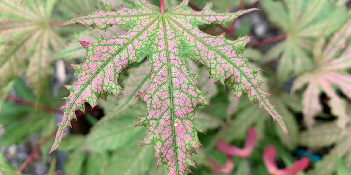 Buy Zone 9 Heat Tolerant Japanese Maples — Mr Maple │ Buy Japanese ...