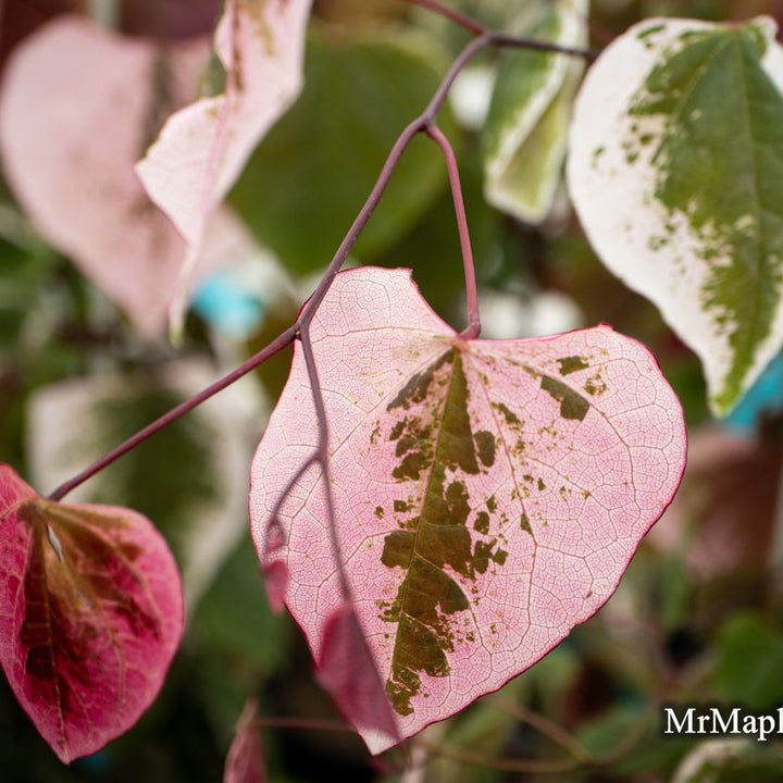 Buy Acer campestre 'Carnival' White Variegated Maple — Mr Maple │ Buy ...