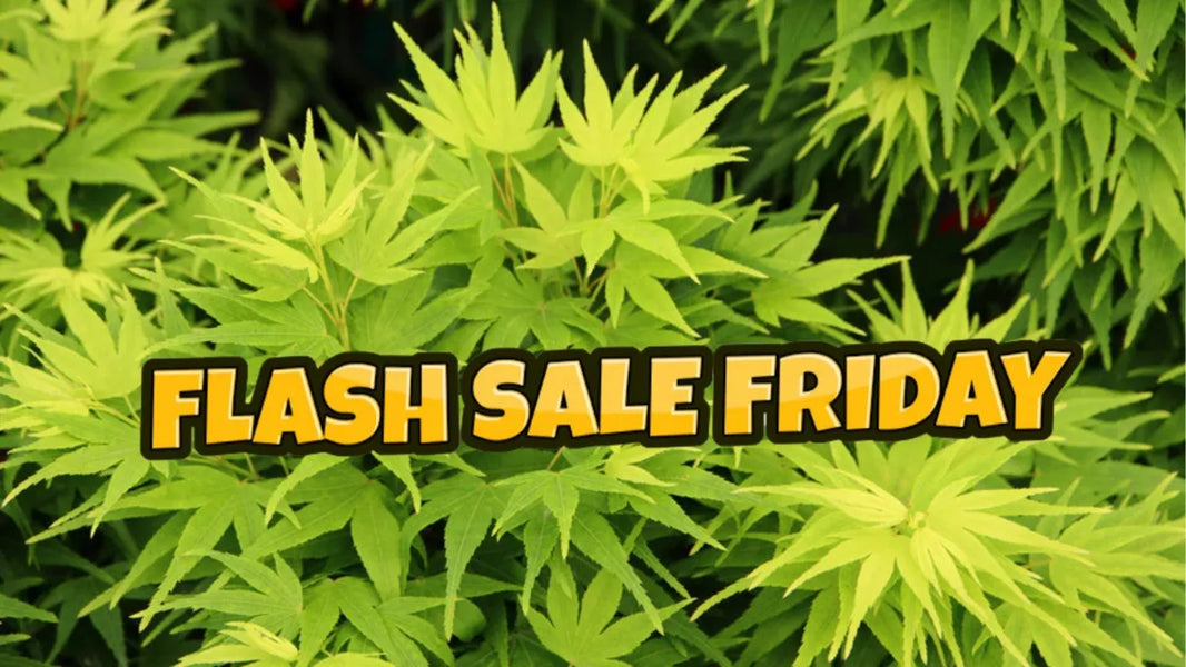 Flash Sale Fridays — Mr Maple │ Buy Japanese Maple Trees