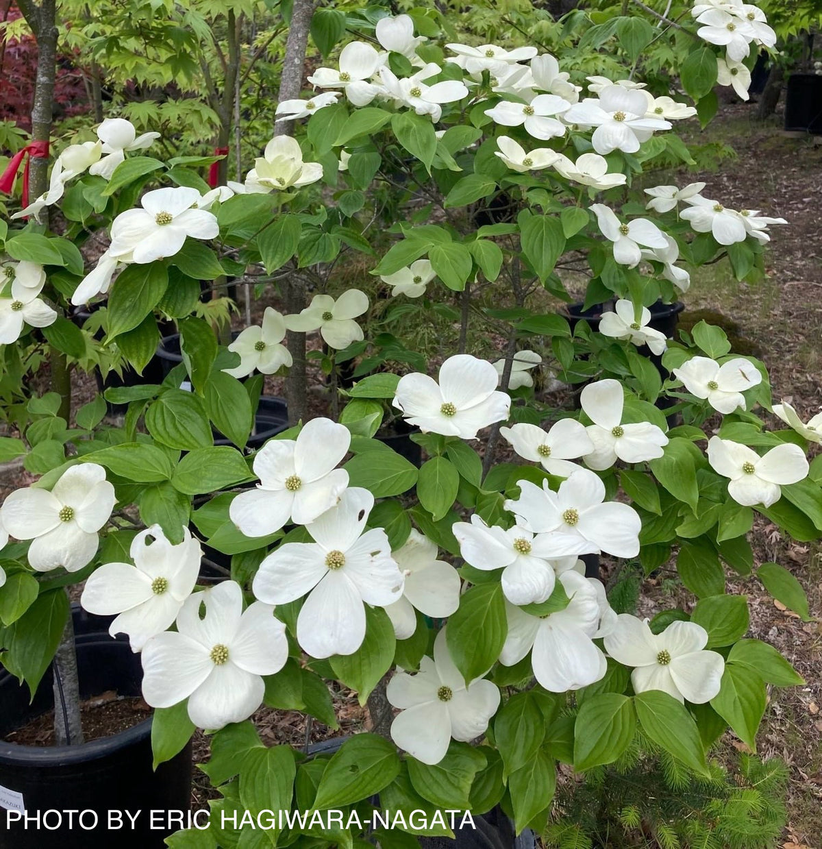 Buy Cornus kousa 'Celestial Shadow' Yellow Variegated Chinese Dogwood ...