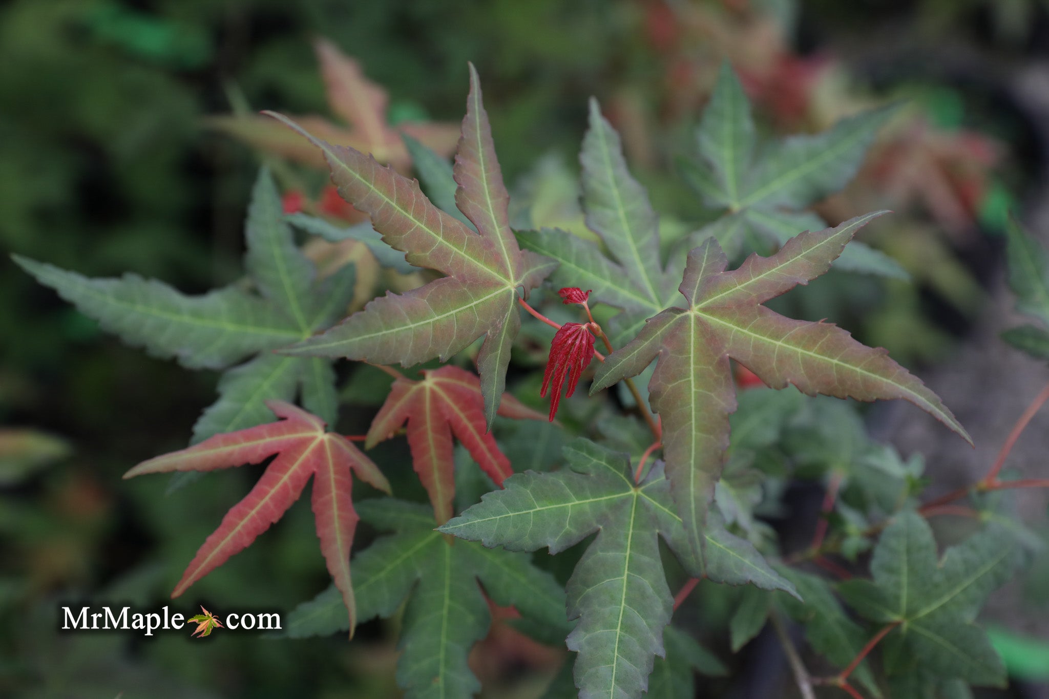 Buy Acer palmatum 'Mystic Jewel' Japanese Maple — Mr Maple │ Buy ...