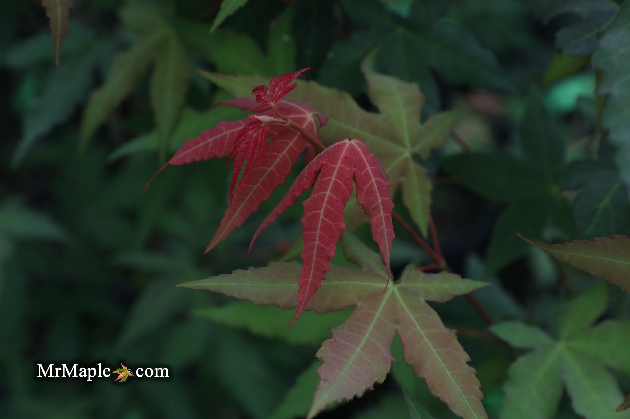 Buy Acer palmatum 'Mystic Jewel' Japanese Maple — Mr Maple │ Buy ...