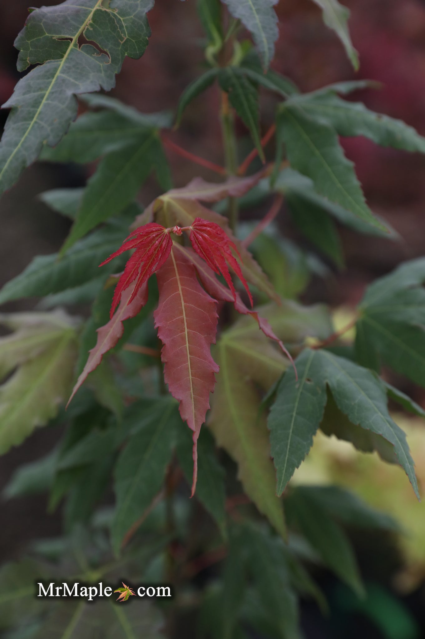 Buy Acer palmatum 'Mystic Jewel' Japanese Maple — Mr Maple │ Buy ...