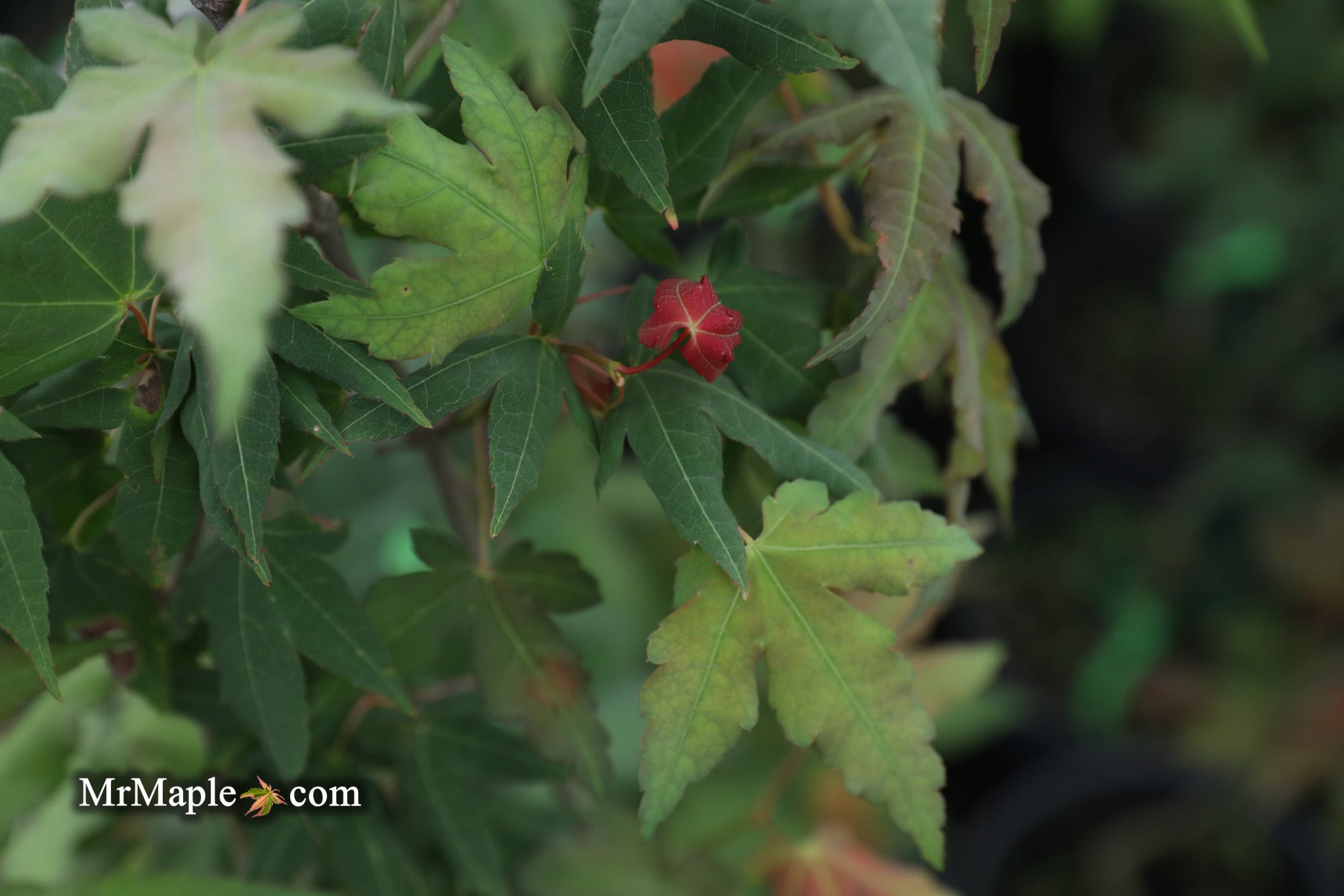 Buy Acer palmatum 'Mystic Jewel' Japanese Maple — Mr Maple │ Buy ...