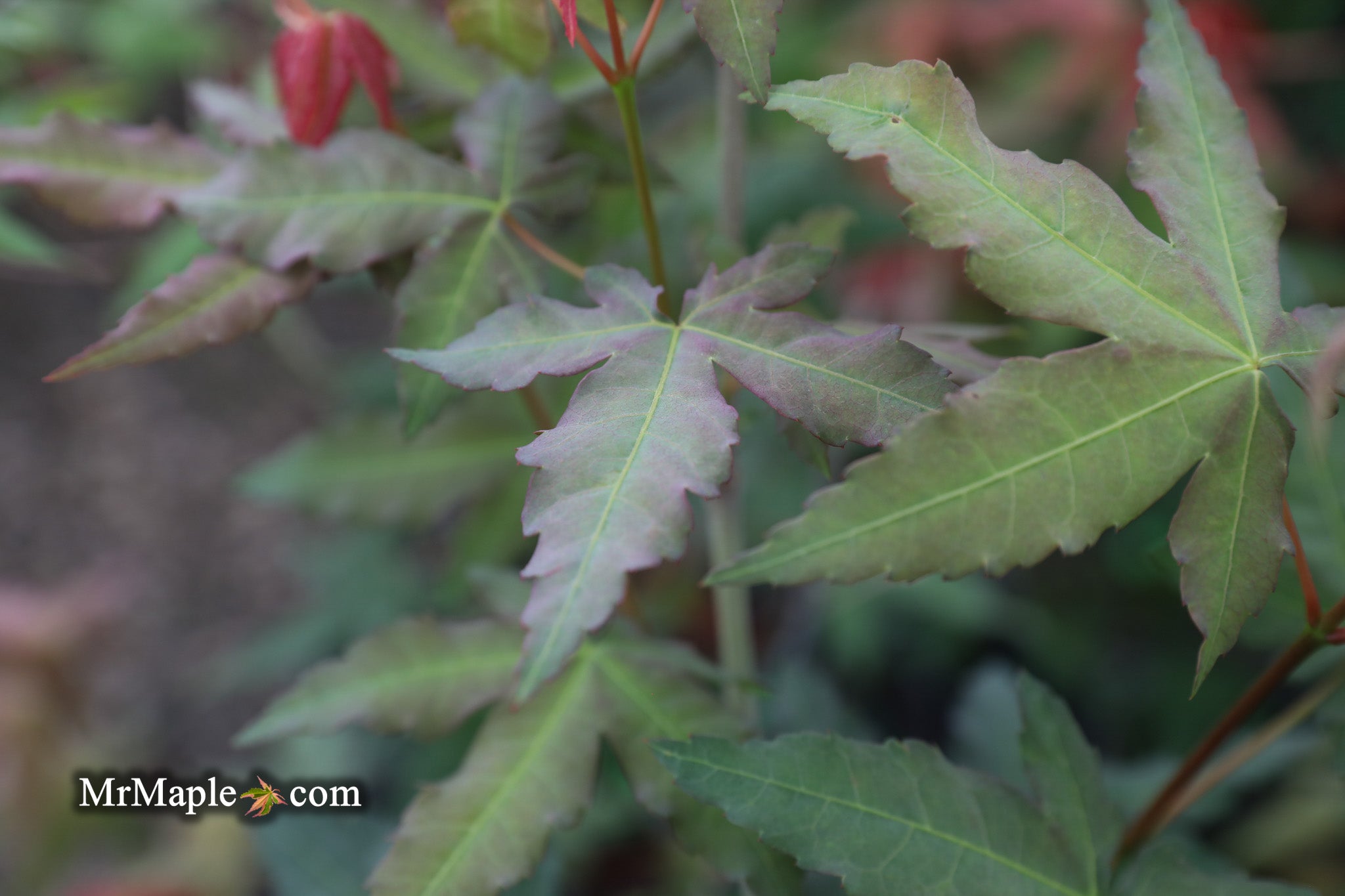Buy Acer palmatum 'Mystic Jewel' Japanese Maple — Mr Maple │ Buy ...