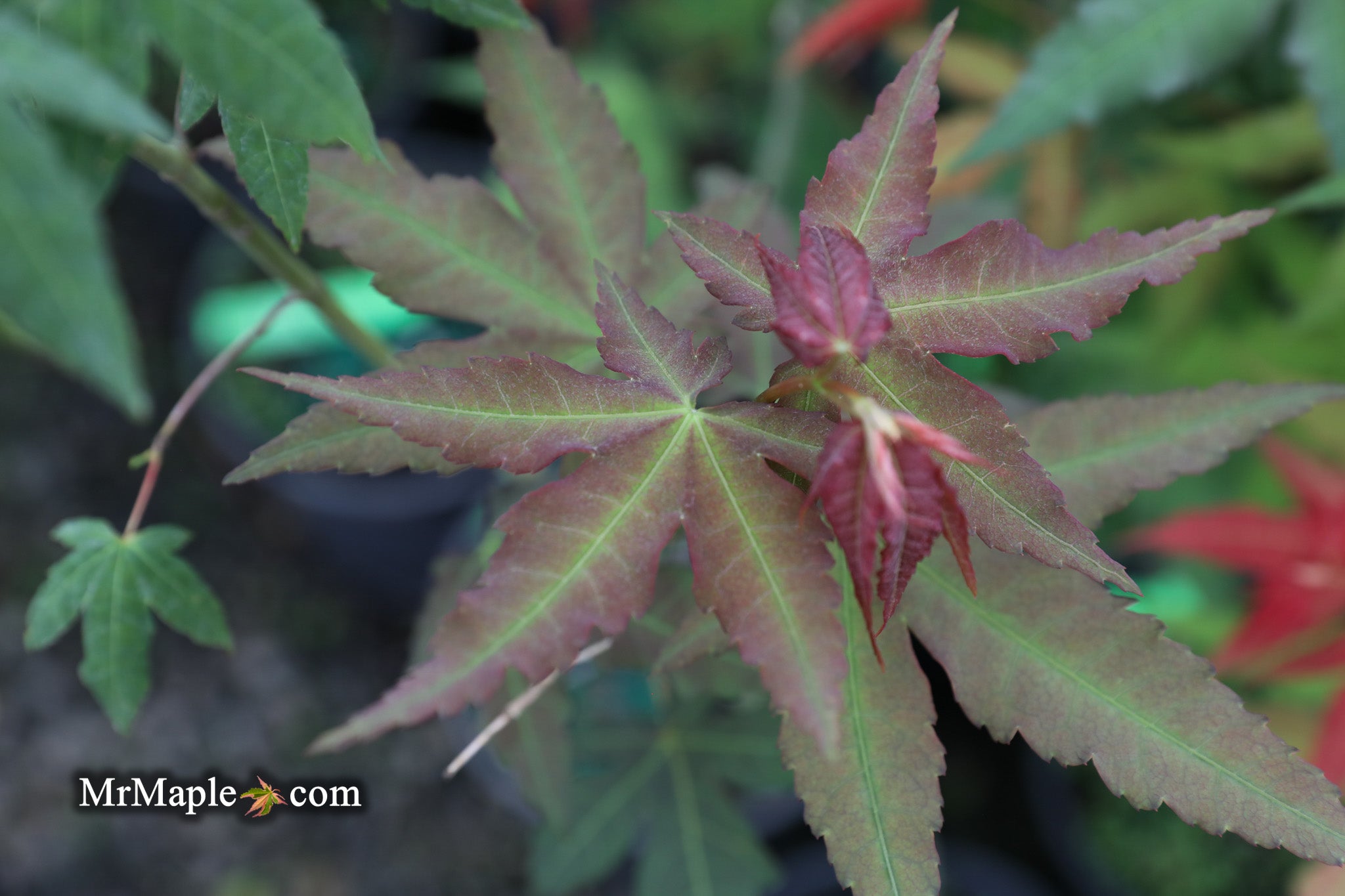 Buy Acer palmatum 'Mystic Jewel' Japanese Maple — Mr Maple │ Buy ...