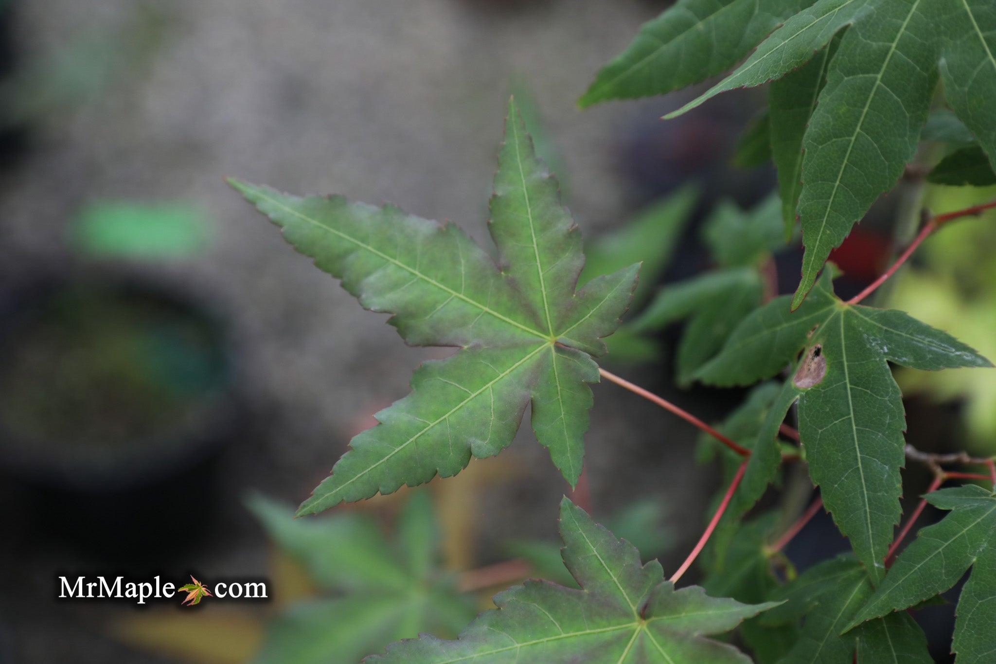 Buy Acer palmatum 'Mystic Jewel' Japanese Maple — Mr Maple │ Buy ...