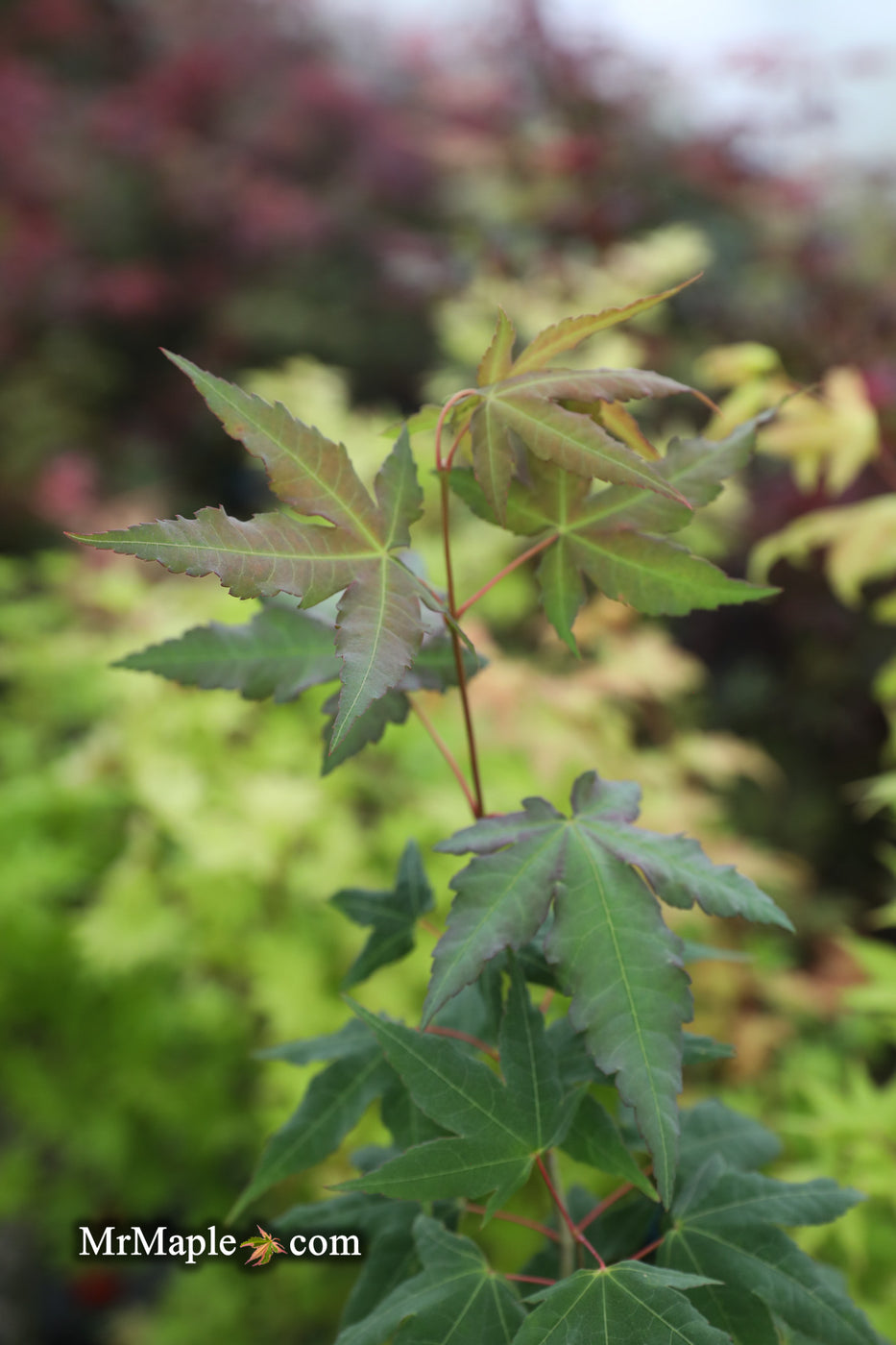 Buy Acer palmatum 'Mystic Jewel' Japanese Maple — Mr Maple │ Buy ...