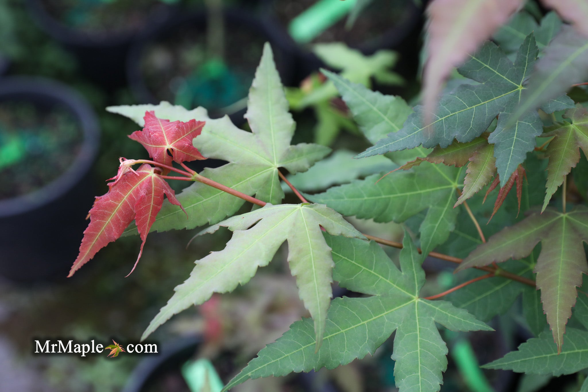 Buy Acer palmatum 'Mystic Jewel' Japanese Maple — Mr Maple │ Buy ...