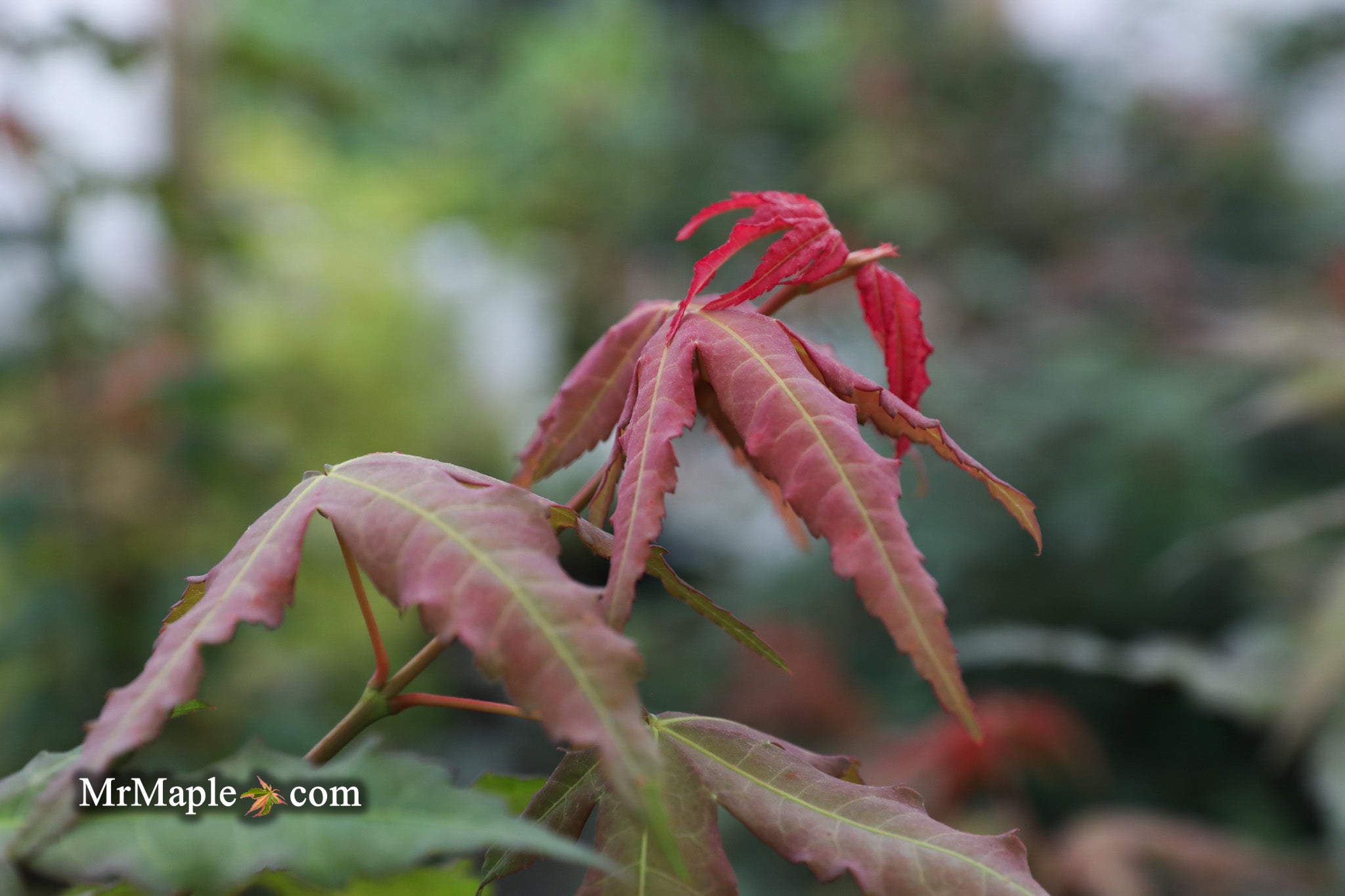 Buy Acer palmatum 'Mystic Jewel' Japanese Maple — Mr Maple │ Buy ...