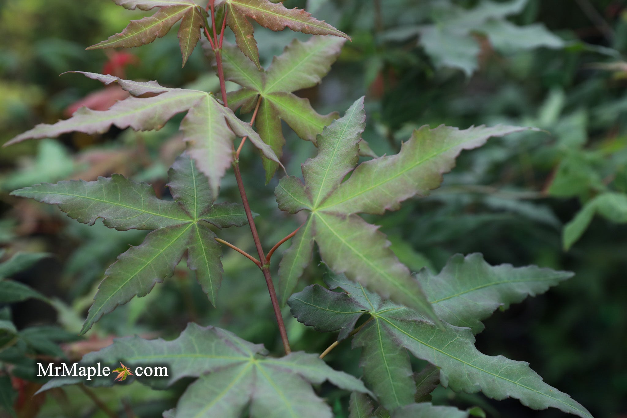Buy Acer palmatum 'Mystic Jewel' Japanese Maple — Mr Maple │ Buy ...