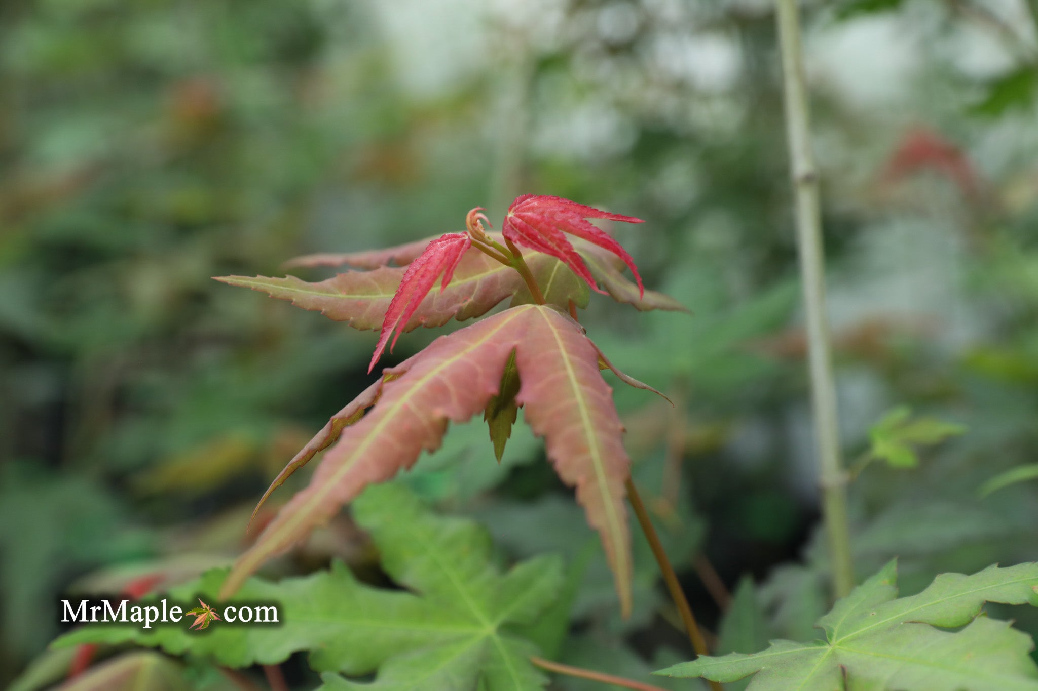 Buy Acer palmatum 'Mystic Jewel' Japanese Maple — Mr Maple │ Buy ...