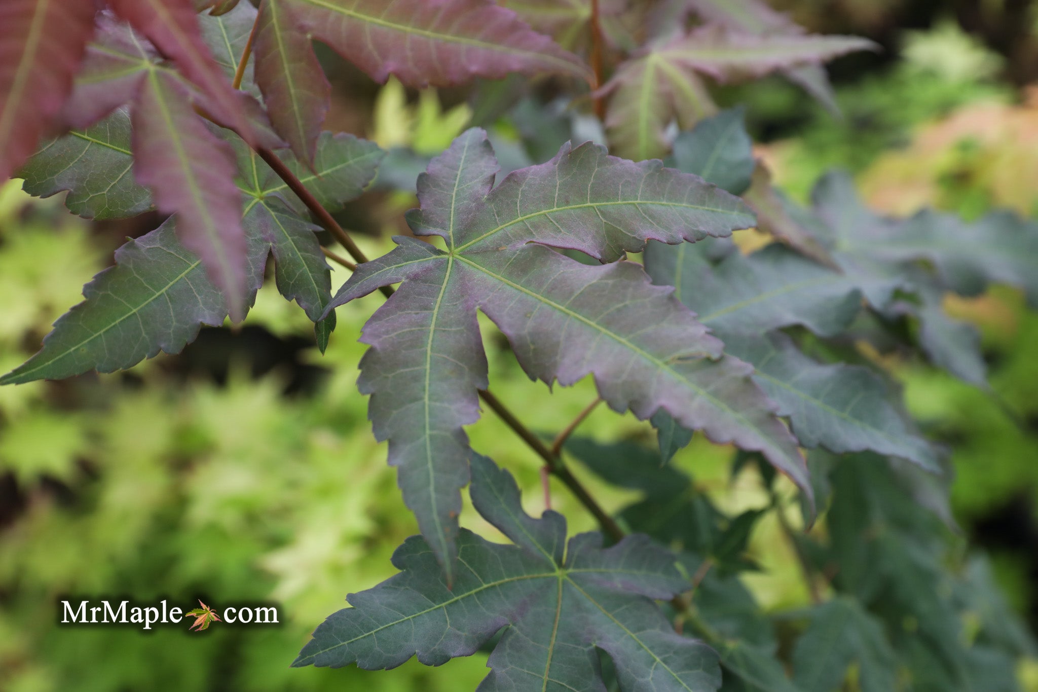 MrMaple 10 New Trees @ 10am on Tuesday — Mr Maple │ Buy Japanese Maple ...
