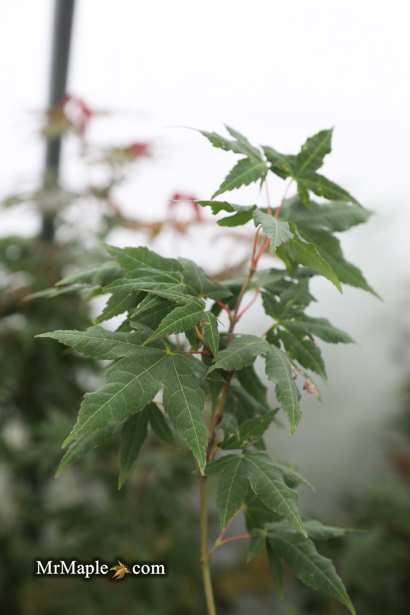 Buy Acer palmatum 'Mystic Jewel' Japanese Maple — Mr Maple │ Buy ...