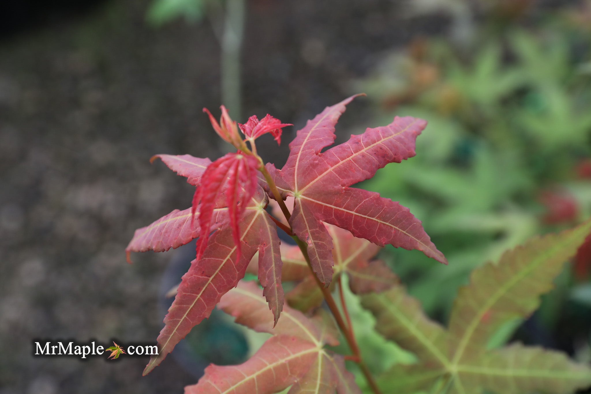 Buy Acer palmatum 'Mystic Jewel' Japanese Maple — Mr Maple │ Buy ...
