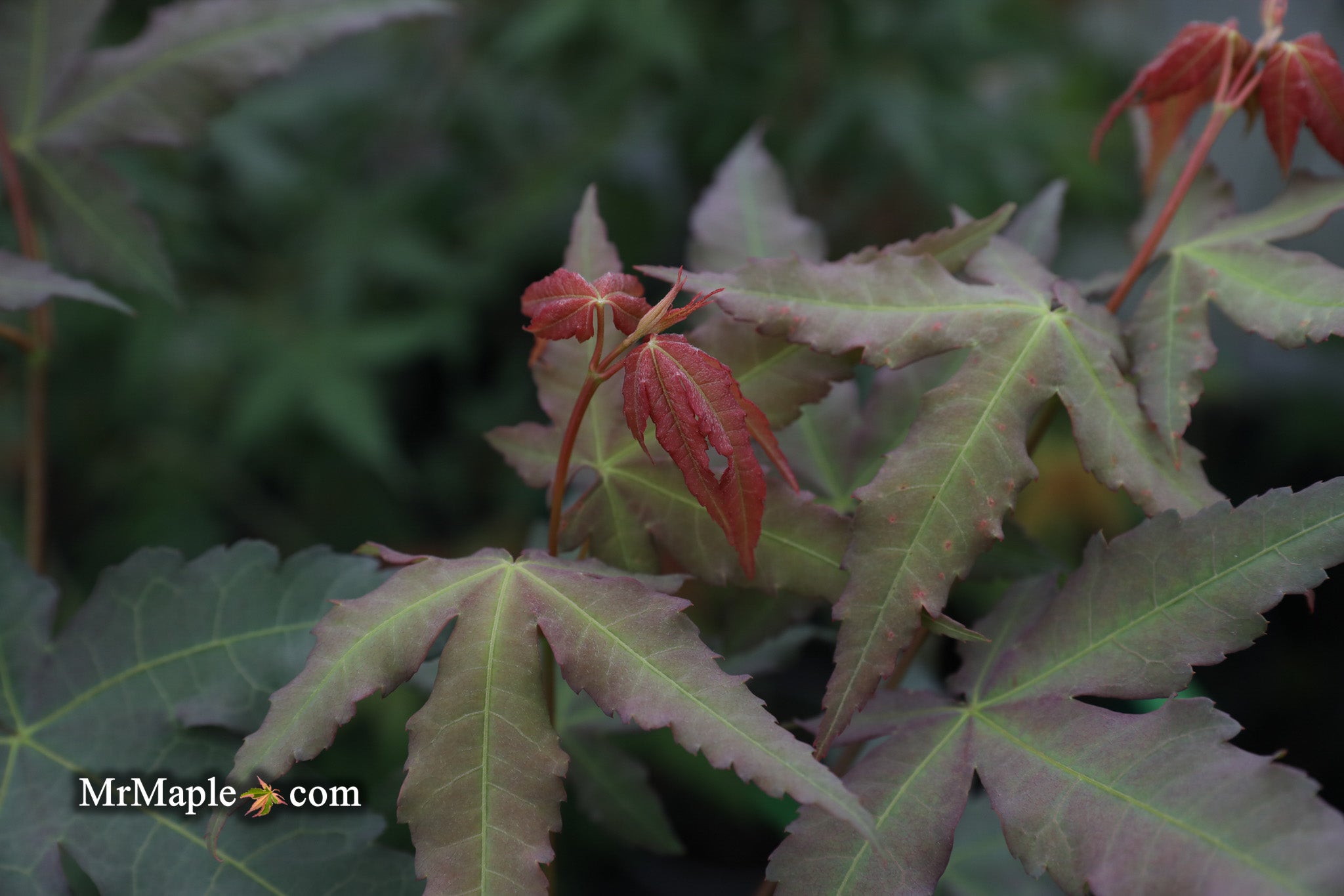 Buy Acer palmatum 'Mystic Jewel' Japanese Maple — Mr Maple │ Buy ...