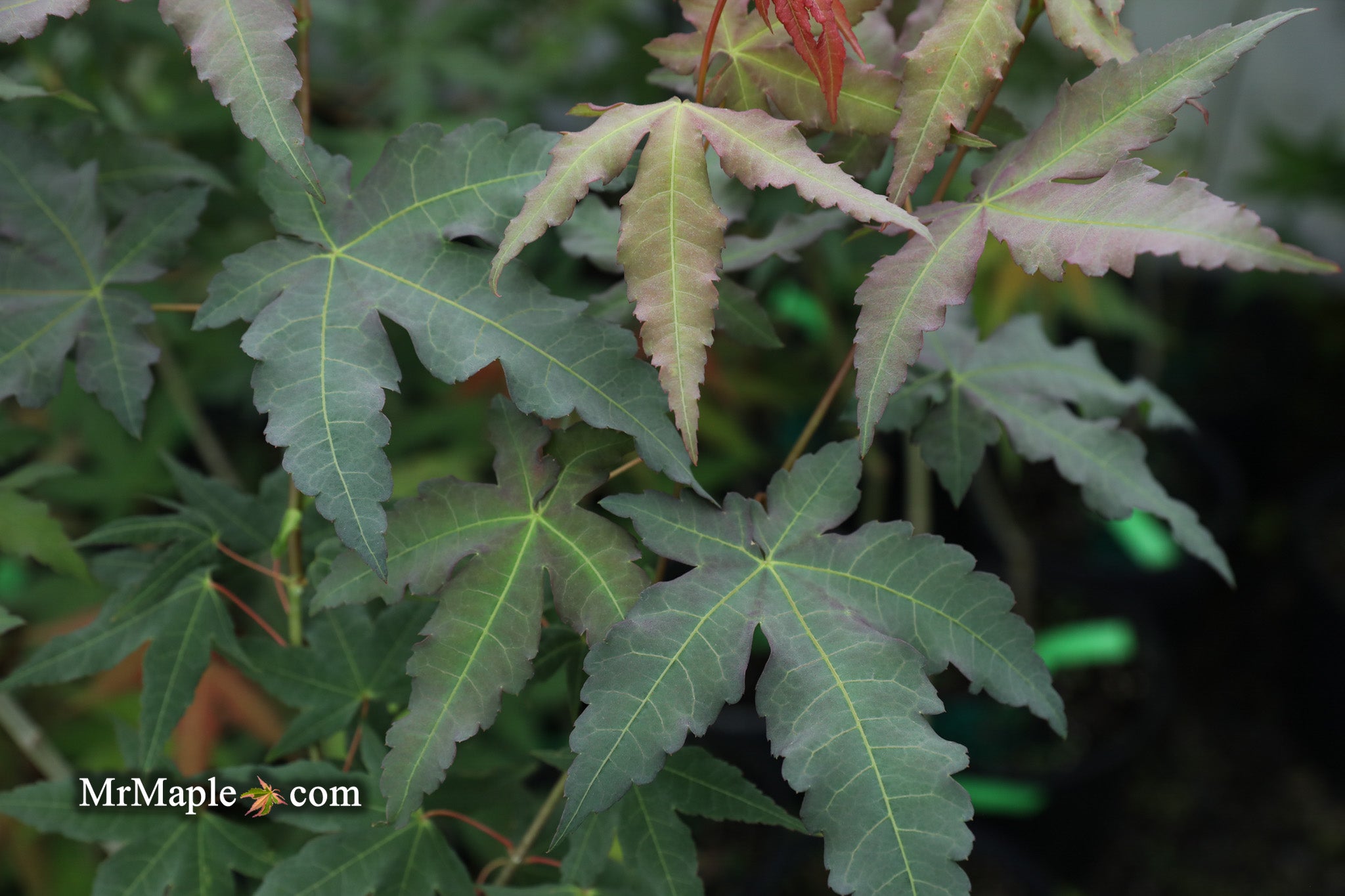 Buy Acer palmatum 'Mystic Jewel' Japanese Maple — Mr Maple │ Buy ...