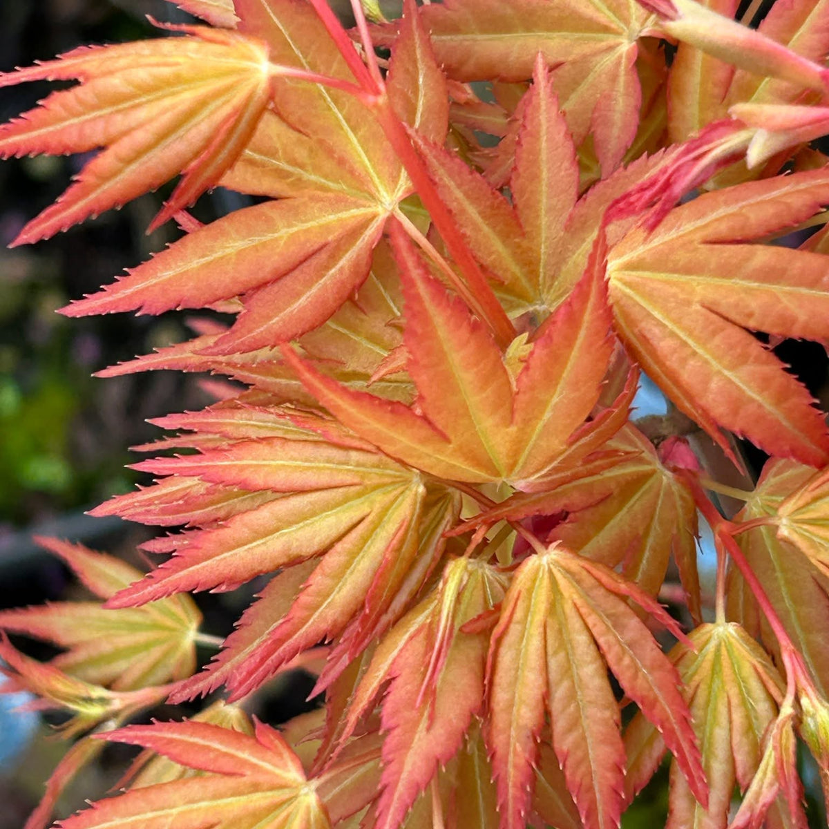 Buy Acer palmatum 'La Diabla' Japanese Maple — Mr Maple │ Buy Japanese ...