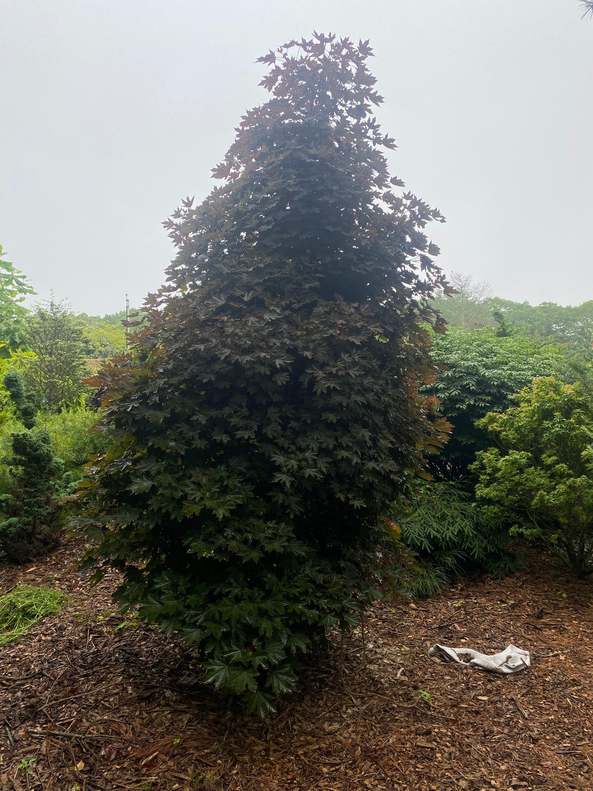 Buy Acer platanoides 'Holata' Norway Maple — Mr Maple │ Buy Japanese ...