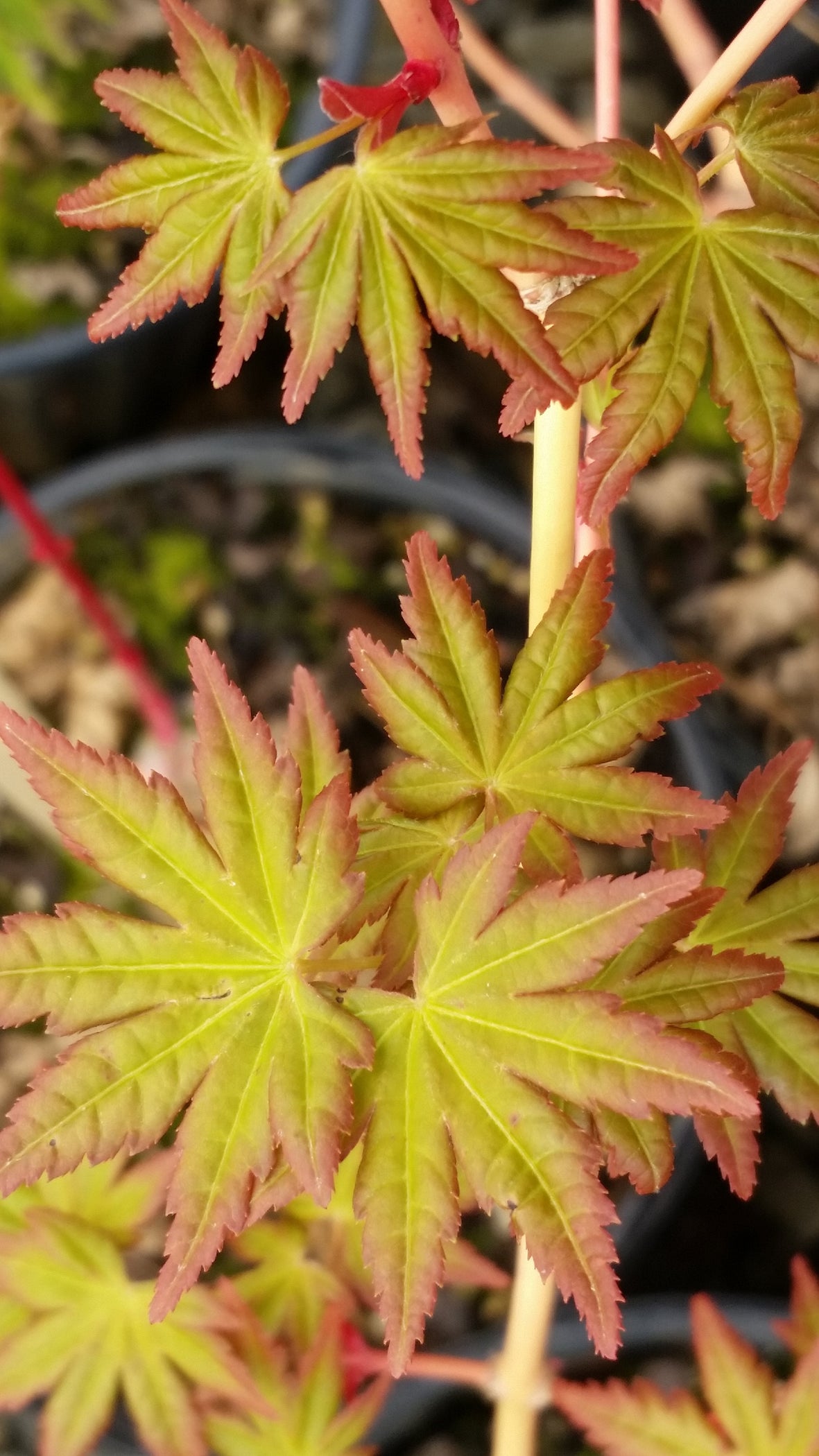 Buy-Acer palmatum 'Gold Digger' Yellow Coral Bark Japanese Maple — Mr ...