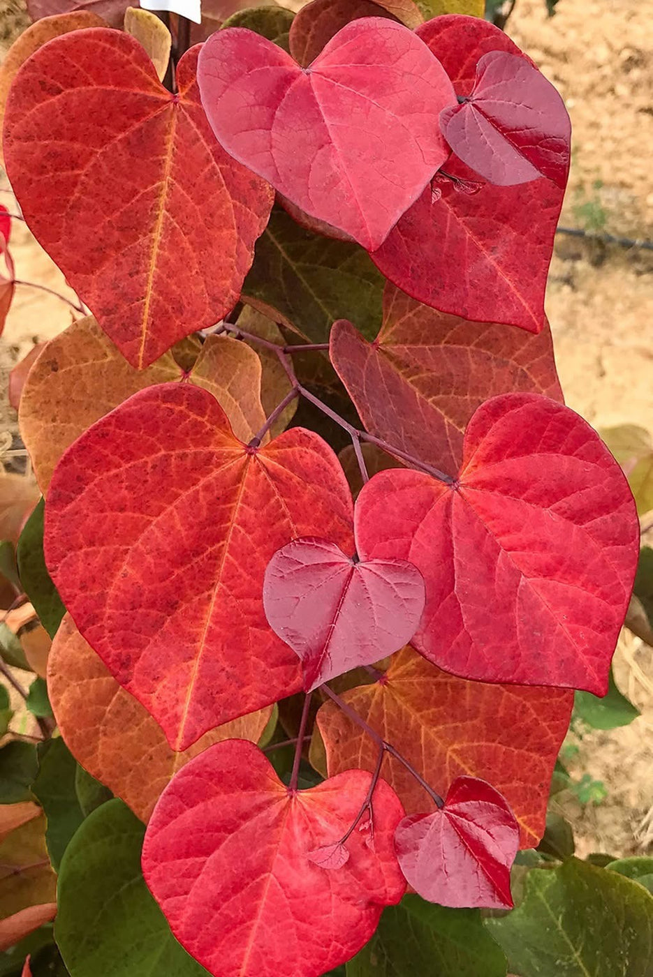 Buy Cercis canadensis 'Hearts A Fire' Redbud Tree — Mr Maple │ Buy ...