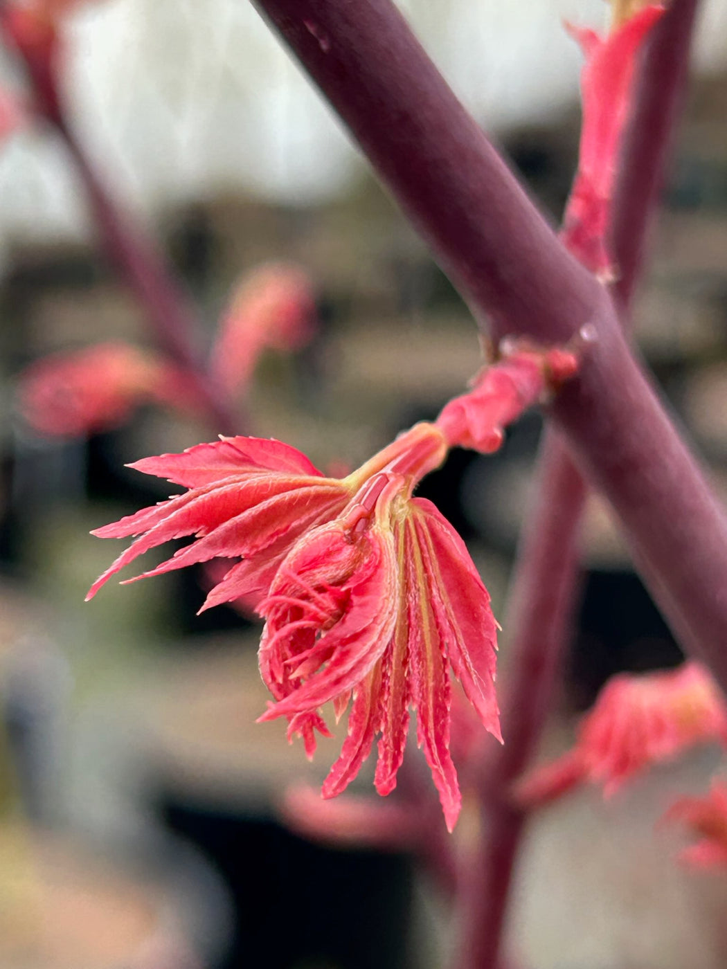 Buy Acer palmatum 'Pink Panther' Japanese Maple — Mr Maple │ Buy ...