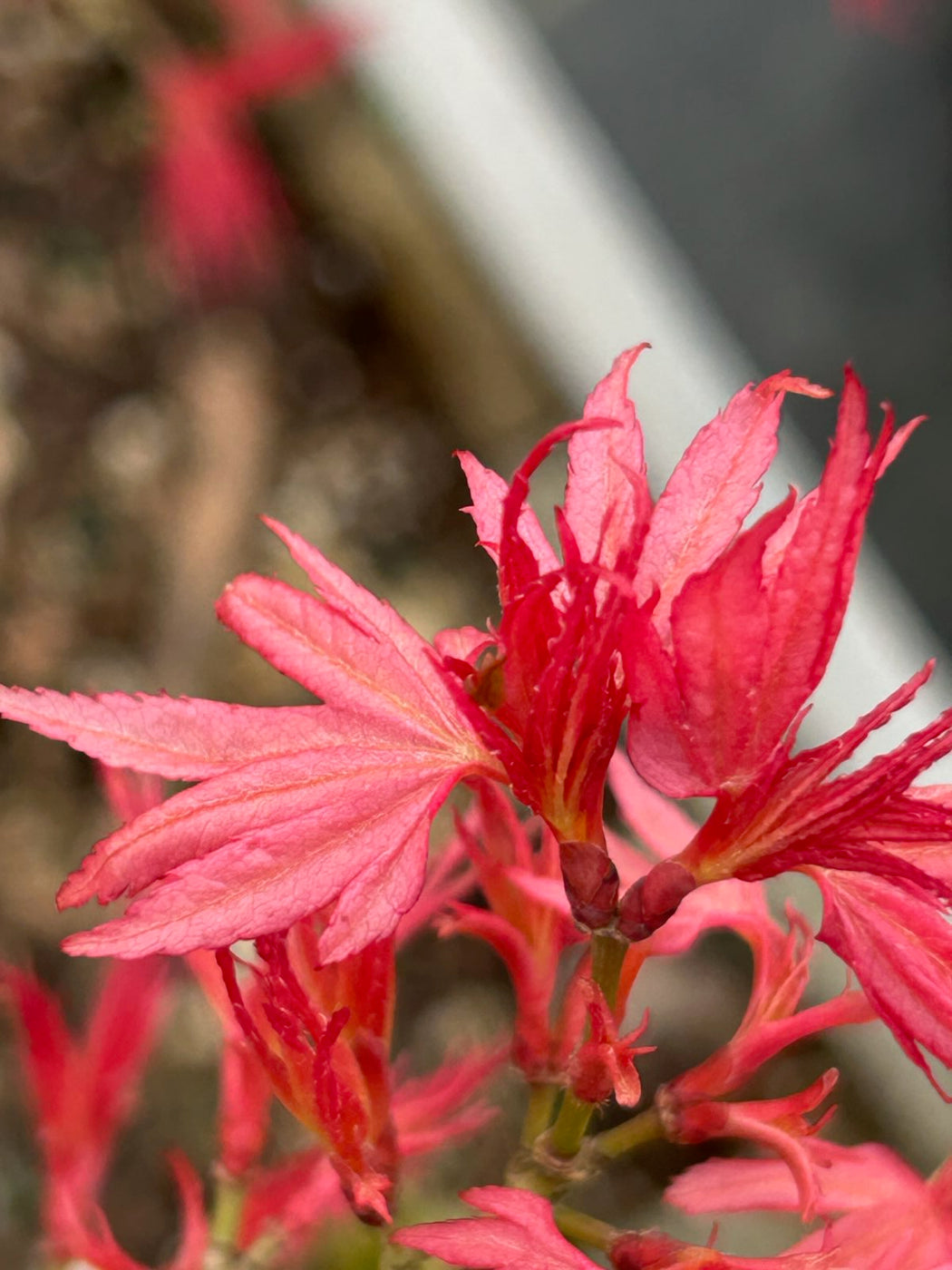 Buy Acer palmatum 'Pink Panther' Japanese Maple — Mr Maple │ Buy ...