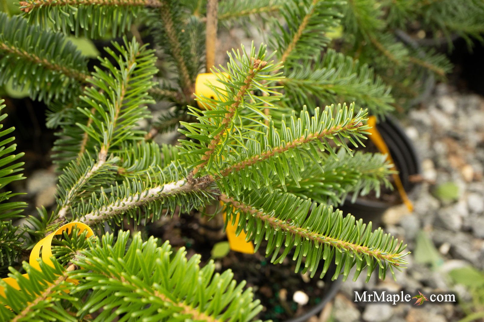 Buy Abies alba 'Pendula' Weeping Silver Fir — Mr Maple │ Buy Japanese ...