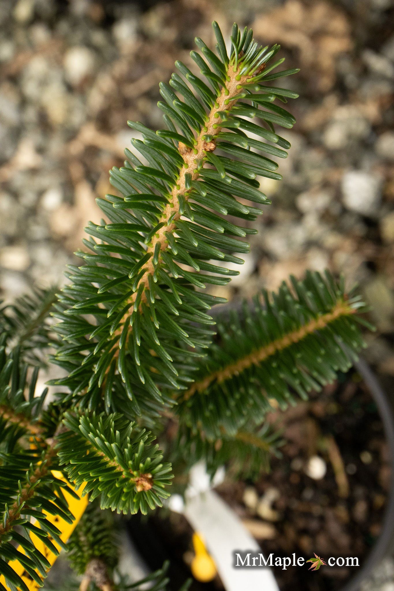Buy Abies alba 'Pendula' Weeping Silver Fir — Mr Maple │ Buy Japanese ...