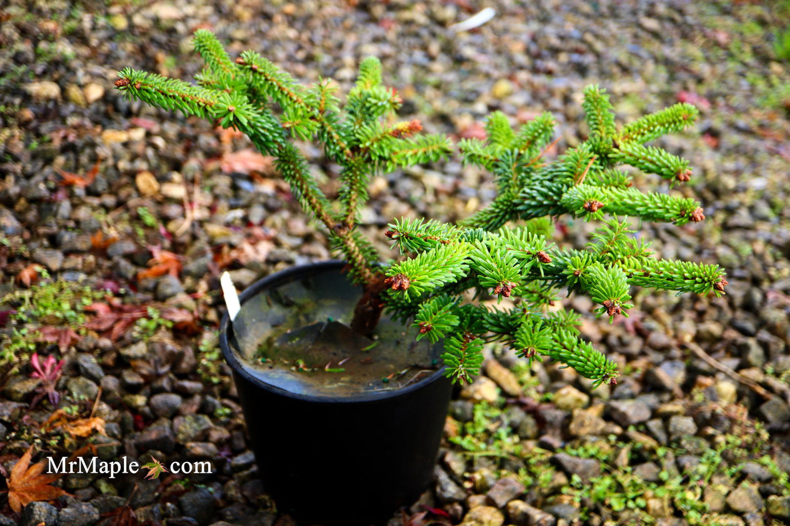 Products — Mr Maple │ Buy Japanese Maple Trees