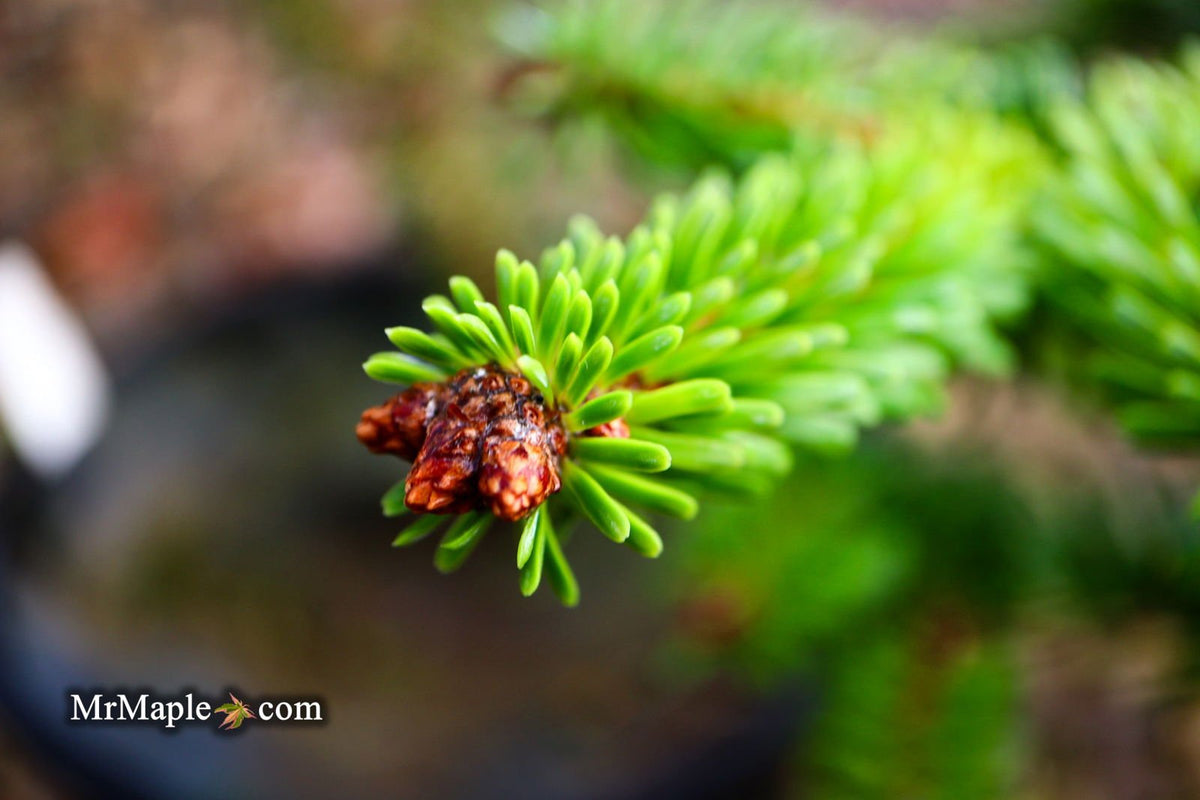 Buy Abies alba 'Schwarzwald' Silver Fir — Mr Maple │ Buy Japanese Maple Trees