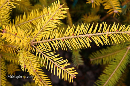 Buy Abies balsamea 'Eugene's Yellow' Dwarf Spreading Balsam Fir — Mr ...
