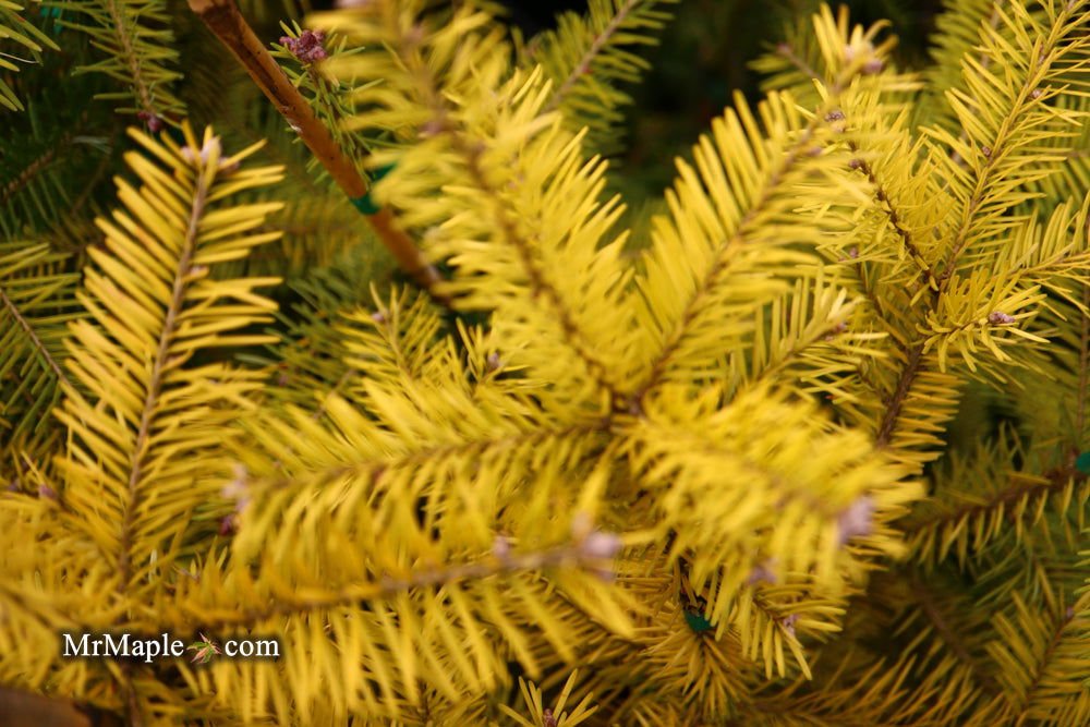 Buy Abies balsamea 'Eugene's Yellow' Dwarf Spreading Balsam Fir — Mr ...