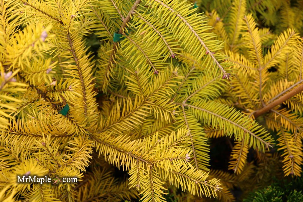 Buy Abies balsamea 'Eugene's Yellow' Dwarf Spreading Balsam Fir — Mr ...