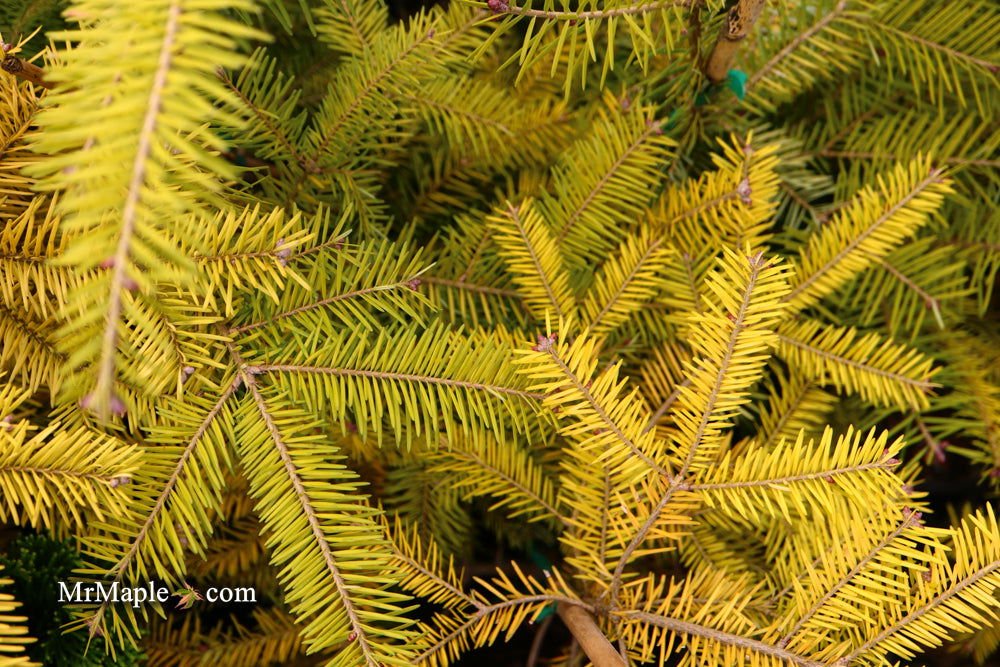 Buy Abies balsamea 'Eugene's Yellow' Dwarf Spreading Balsam Fir — Mr ...