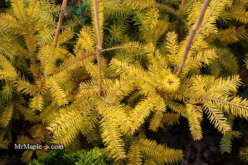 Buy Abies balsamea 'Eugene's Yellow' Dwarf Spreading Balsam Fir — Mr ...